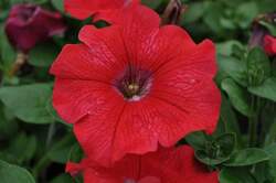 SUPERTUNIA Red PP14871 | Millcreek Gardens Plant Catalog