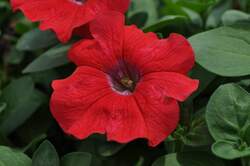 SUPERTUNIA Red PP14871 | Millcreek Gardens Plant Catalog
