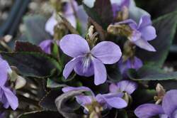 VIOLA Heartthrob PP19996 | Millcreek Gardens Plant Catalog