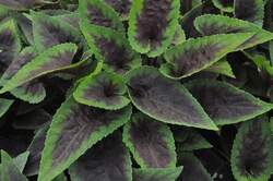 VIOLA Heartthrob PP19996 | Millcreek Gardens Plant Catalog