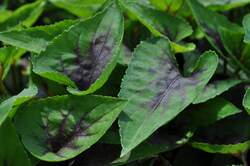 VIOLA Heartthrob PP19996 | Millcreek Gardens Plant Catalog