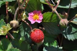 FRAGARIA Pink Panda PP7598 | Millcreek Gardens Plant Catalog