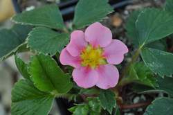 FRAGARIA Pink Panda PP7598 | Millcreek Gardens Plant Catalog
