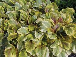 AJUGA rept. Golden Glow | Millcreek Gardens Plant Catalog