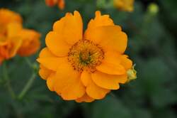 GEUM Fireball | Millcreek Gardens Plant Catalog