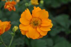 GEUM Fireball | Millcreek Gardens Plant Catalog