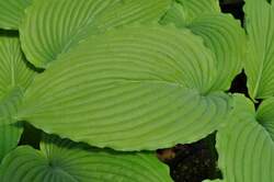 HOSTA Niagara Falls | Millcreek Gardens Plant Catalog